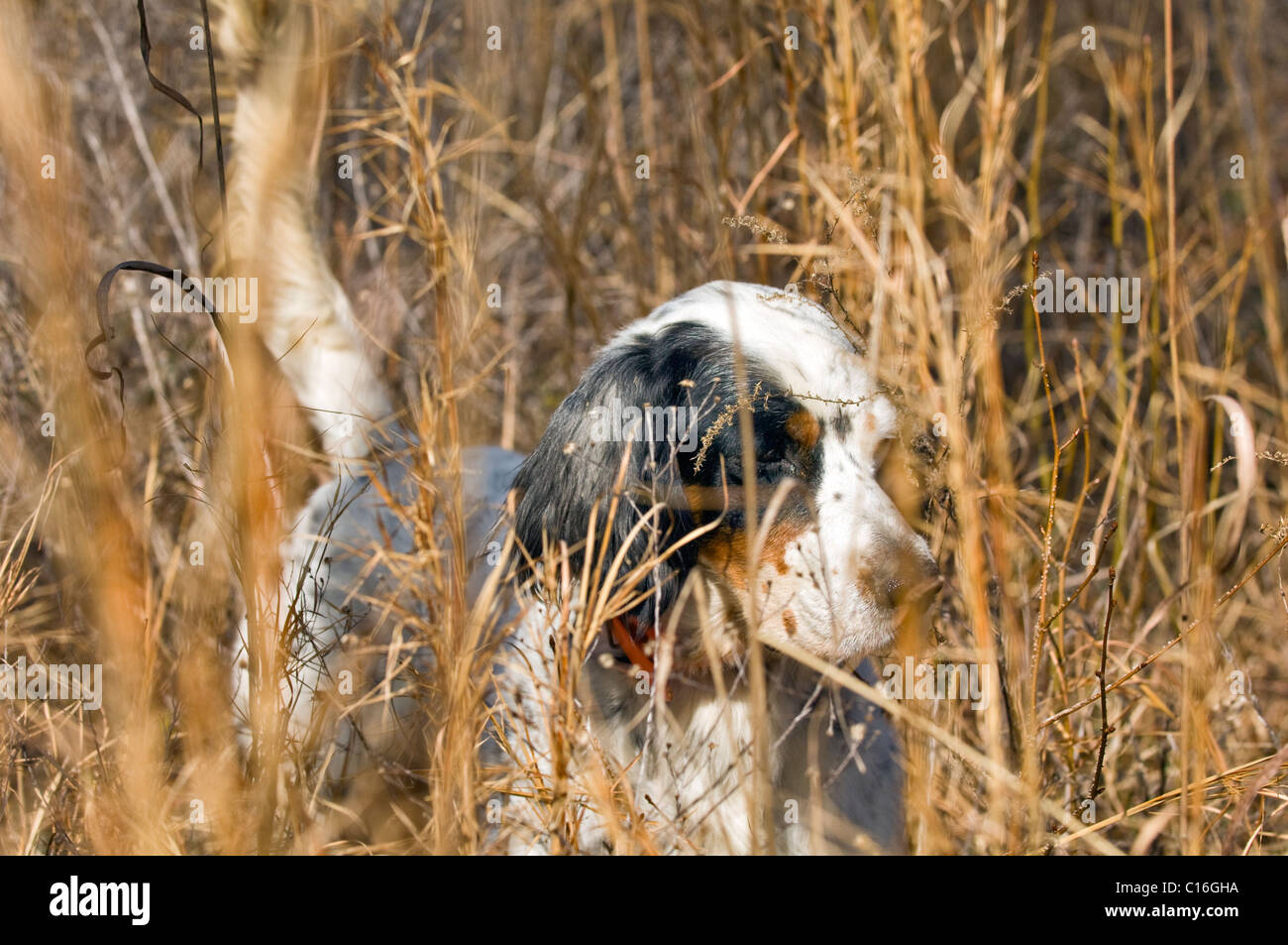 English Setter On Point Hunting High Resolution Stock Photography and ...