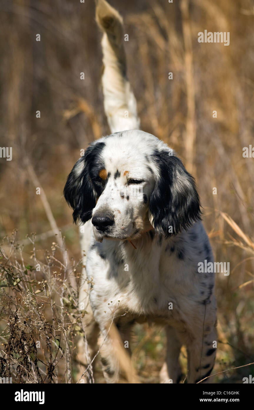English Setter On Point Hunting High Resolution Stock Photography and ...