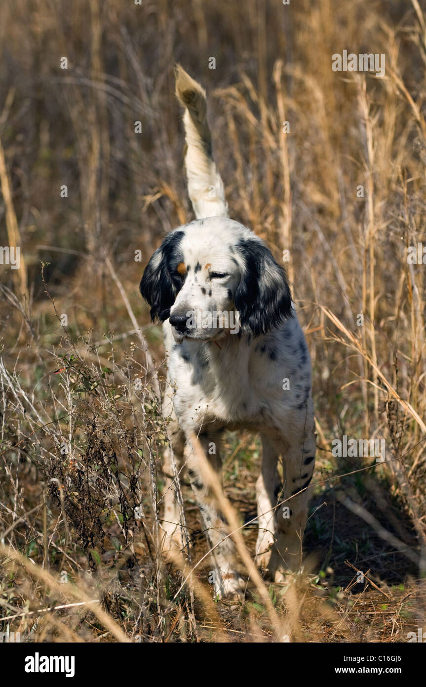 English setter on point hunting hi-res stock photography and images - Alamy