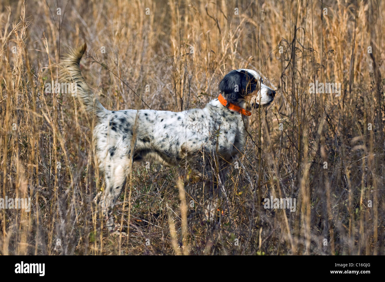 English Setter Locked Down on Point on Quail during a Bobwhite Quail ...