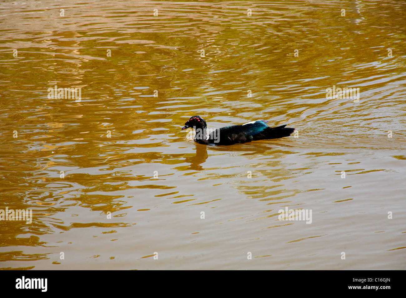 A black duck in a pond Stock Photo - Alamy