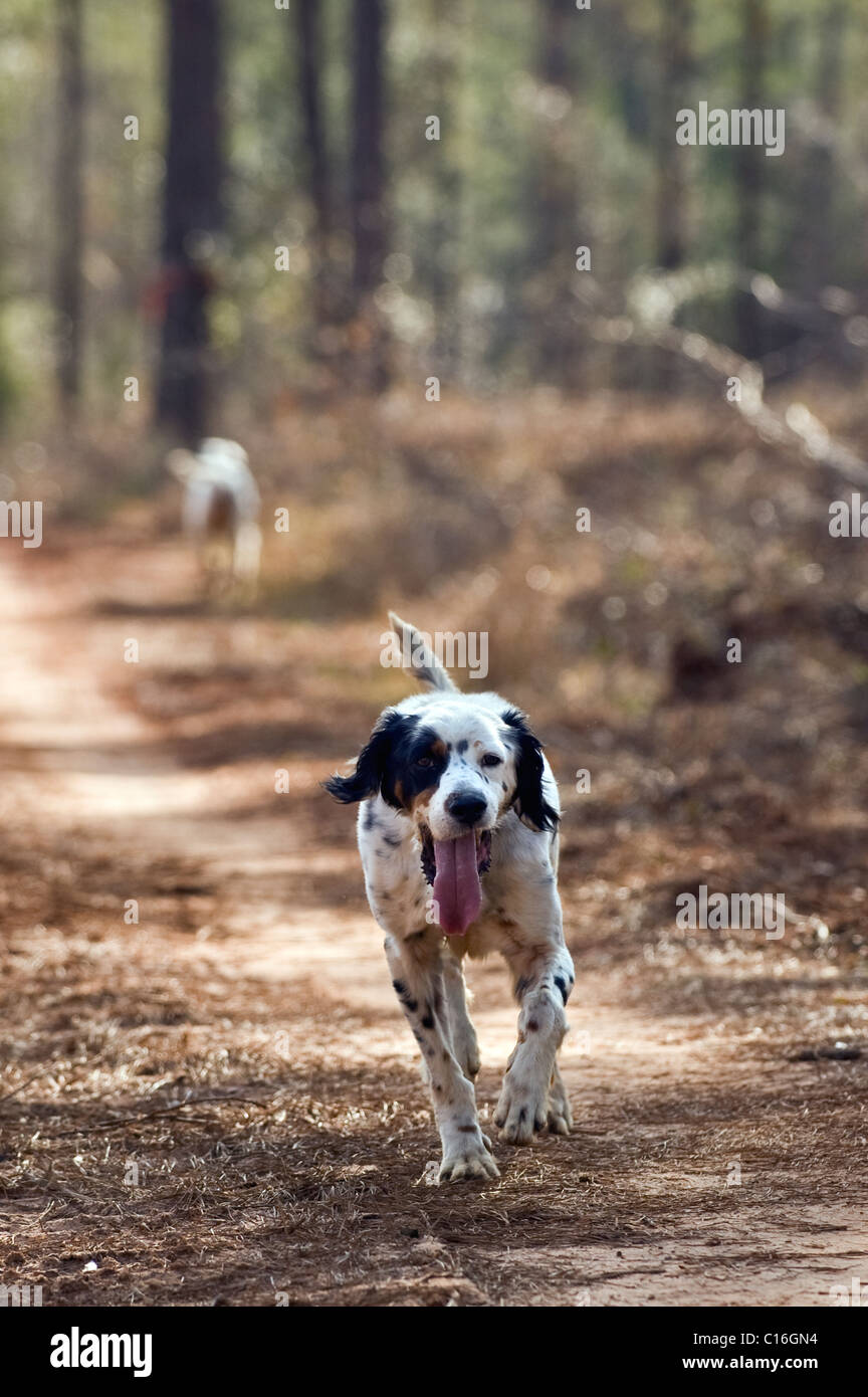 English Setter Running Down Dirt Road during a Bobwhite Quail Hunt in ...