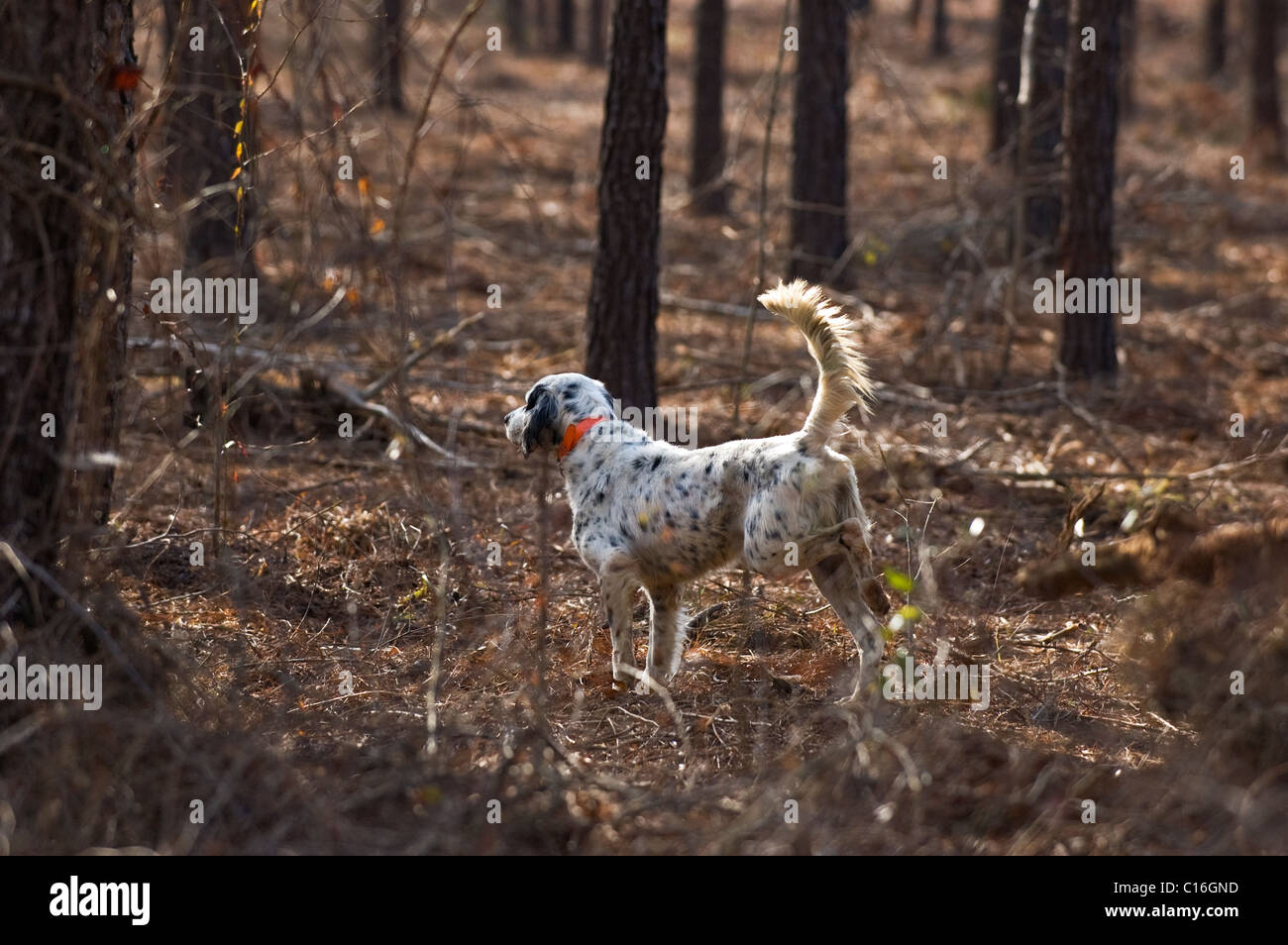 English Setter On Point Hunting High Resolution Stock Photography and ...