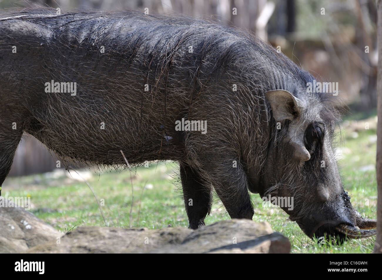 African wart hog hi-res stock photography and images - Alamy