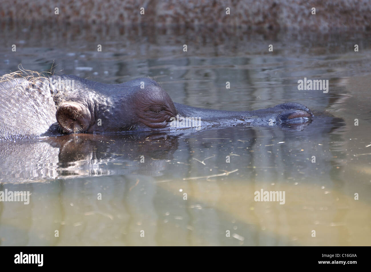 Sleeping Hippos High Resolution Stock Photography and Images - Alamy