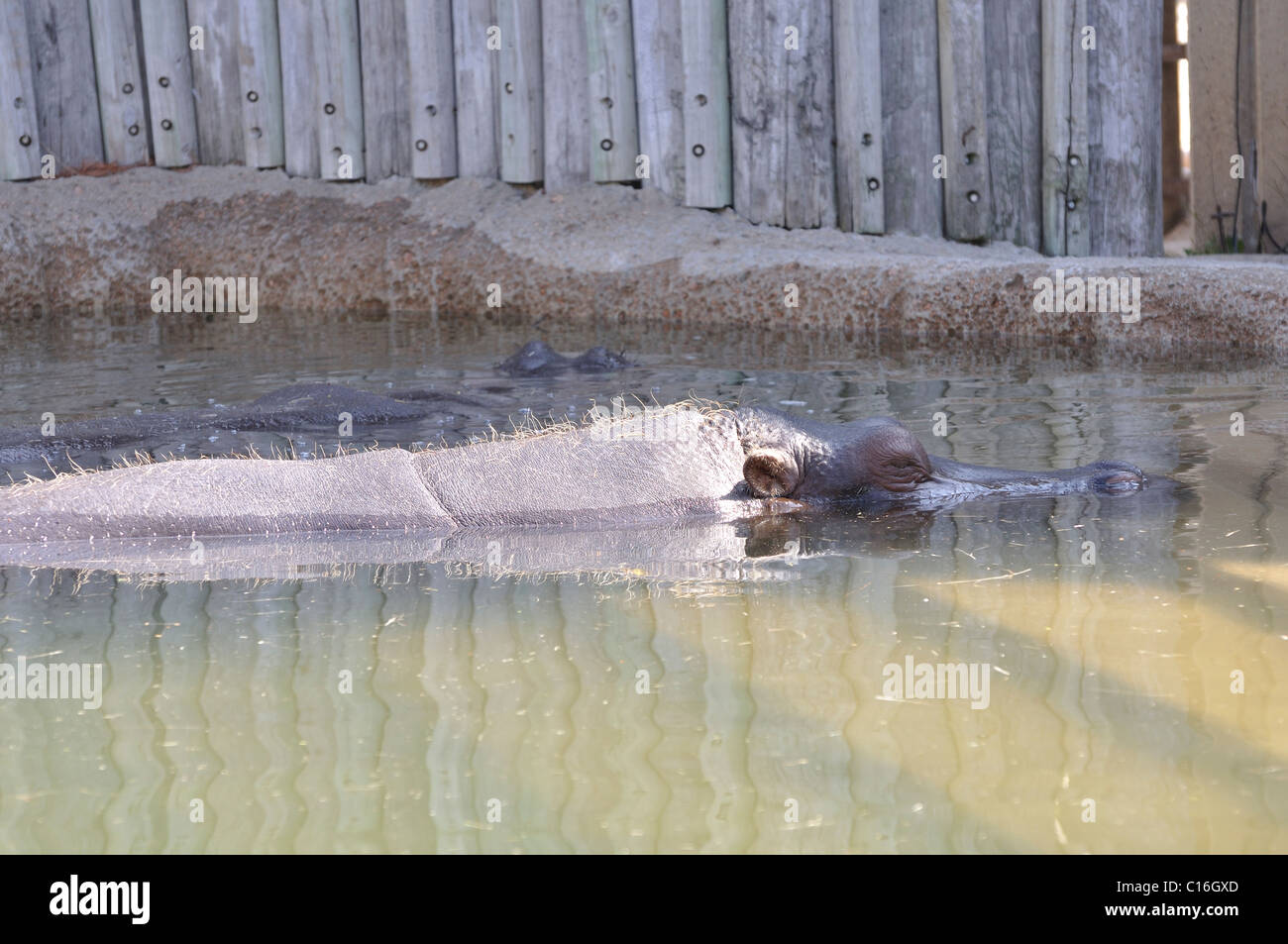 Hippo hippopotamus amphibius zoo hi-res stock photography and images ...