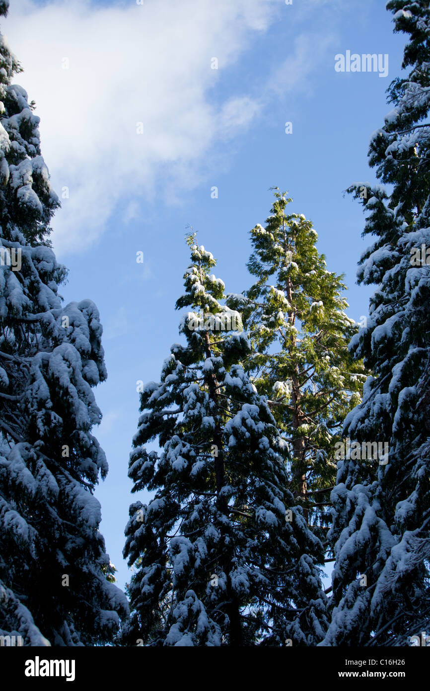 Snow covered trees with blue sky Stock Photo - Alamy