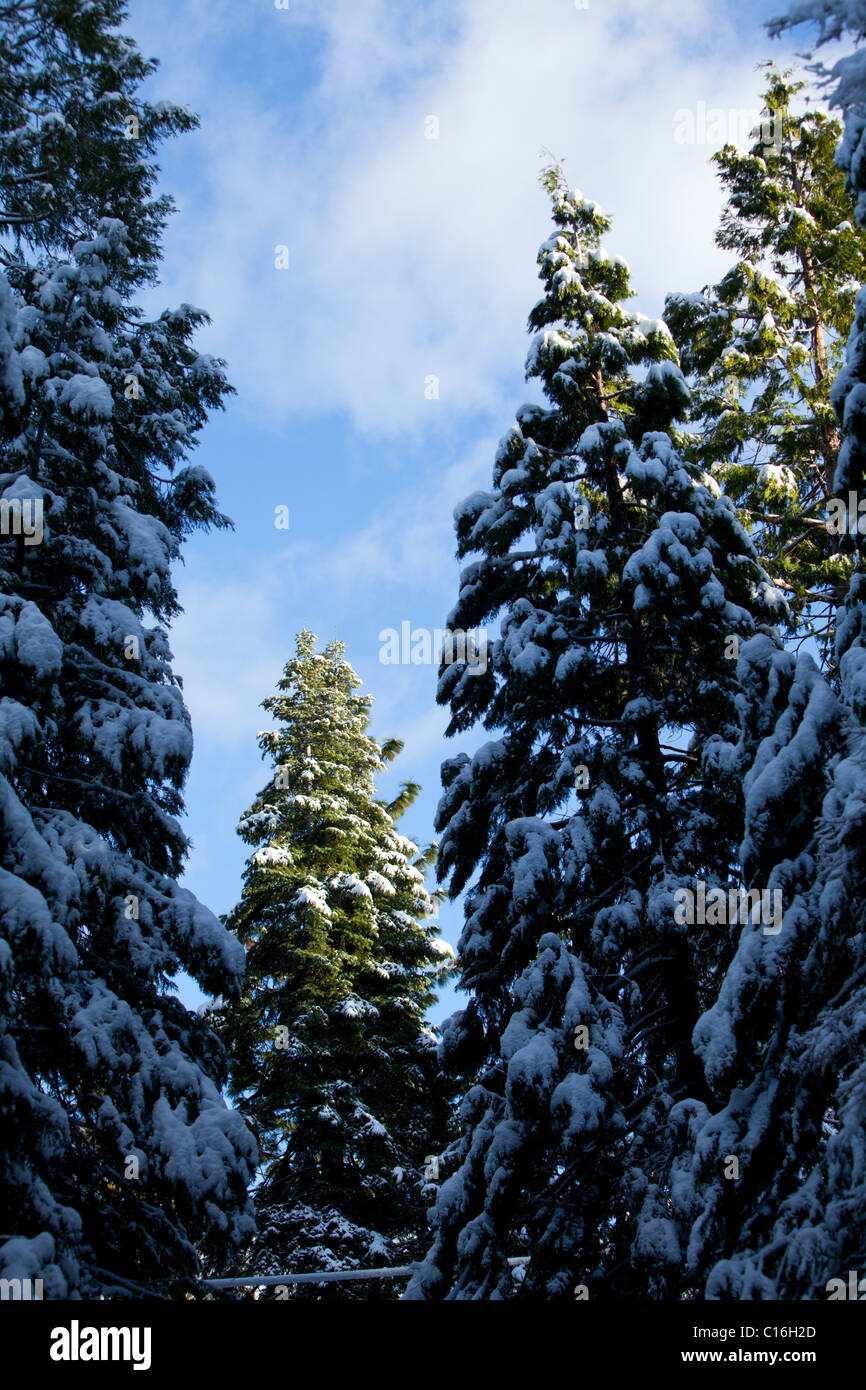 Snow covered trees with blue sky Stock Photo - Alamy