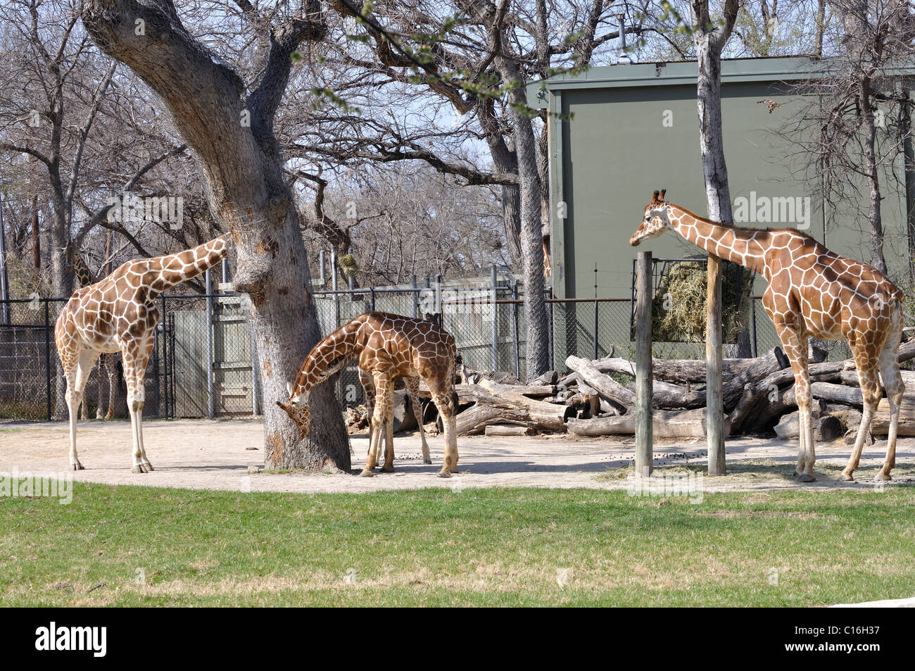 Giraffes in zoo Stock Photo - Alamy