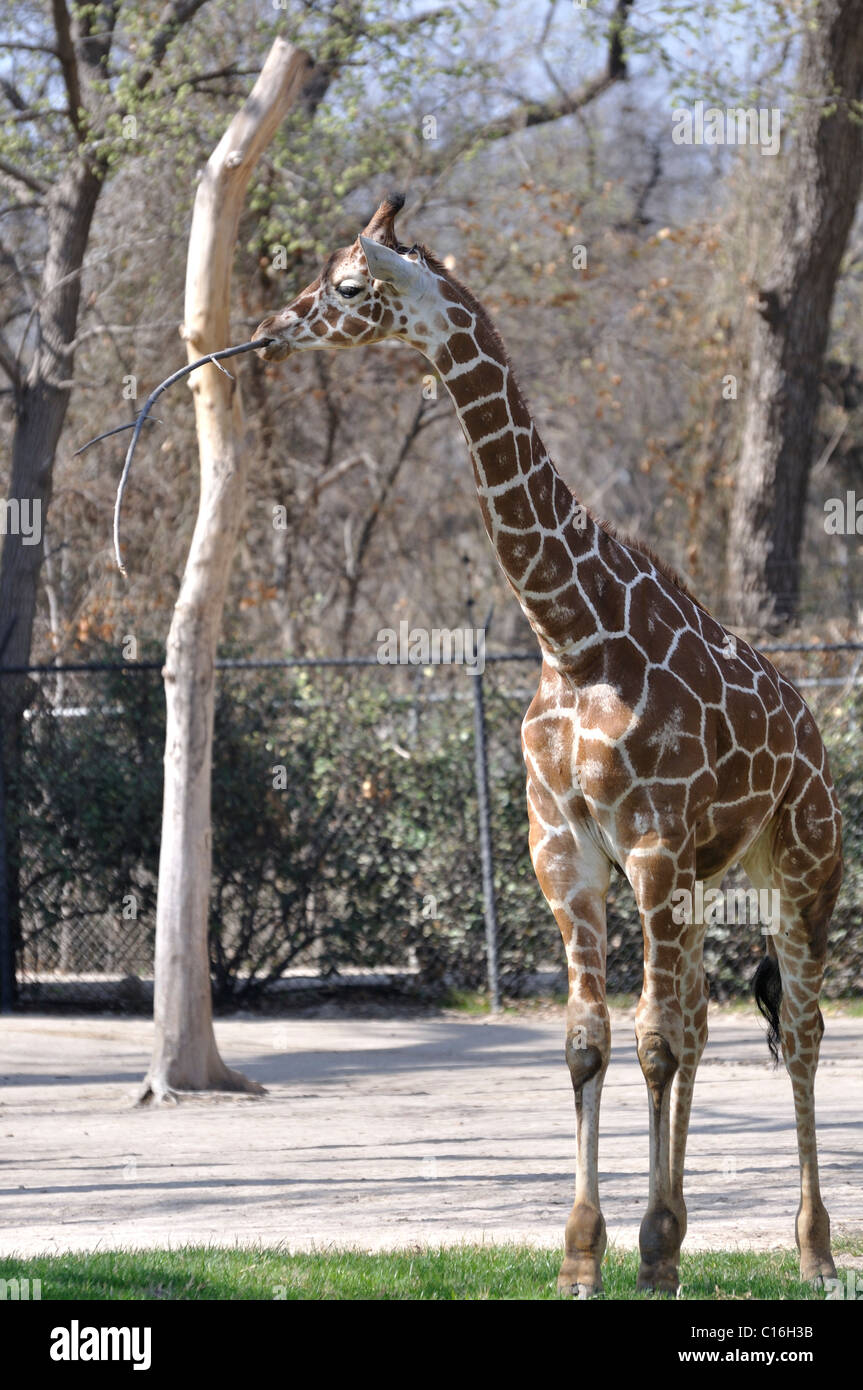 Giraffe in zoo playing with a stick Stock Photo - Alamy