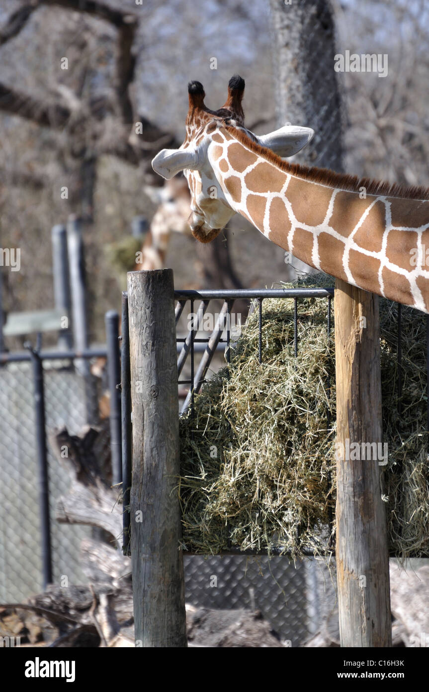 Giraffe in zoo eating Stock Photo - Alamy