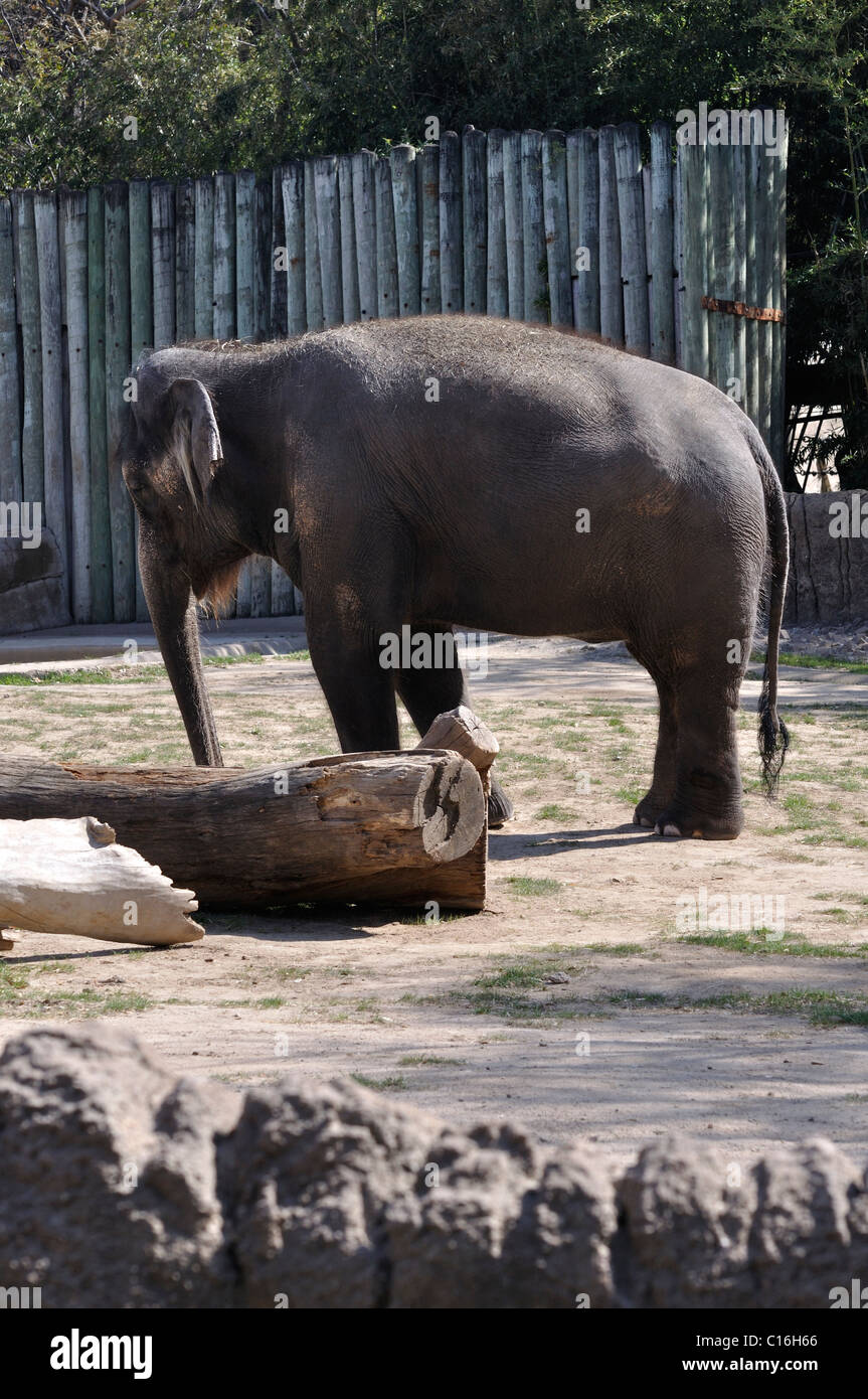 Asian elephant - Elephas maximus Stock Photo - Alamy