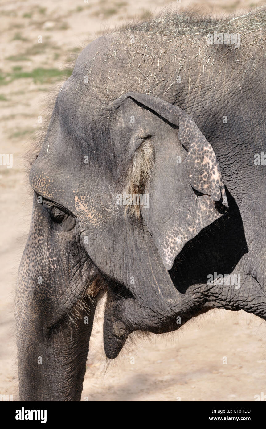 Asian elephant - Elephas maximus Stock Photo - Alamy