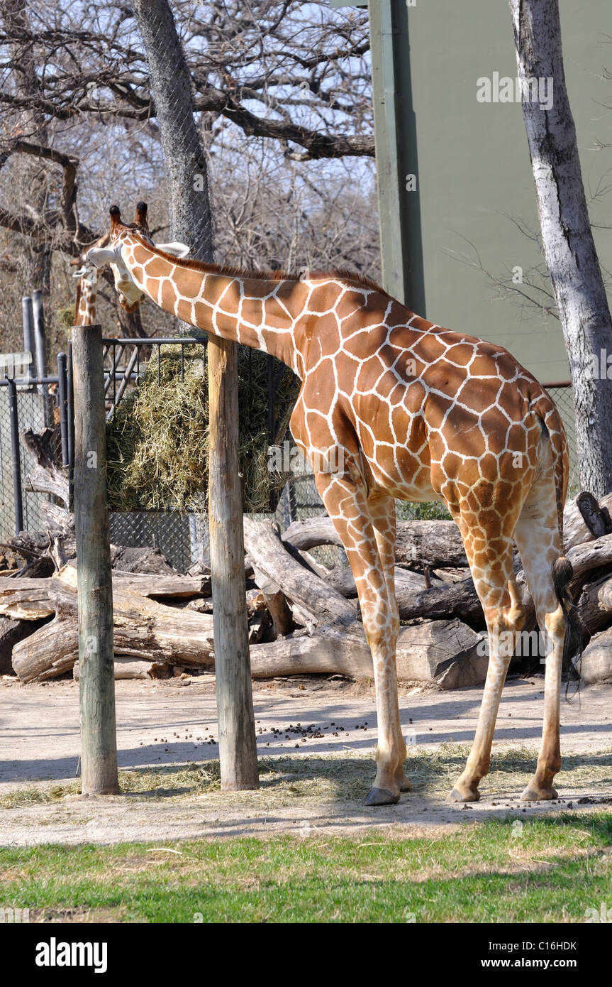Giraffe in zoo eating Stock Photo - Alamy