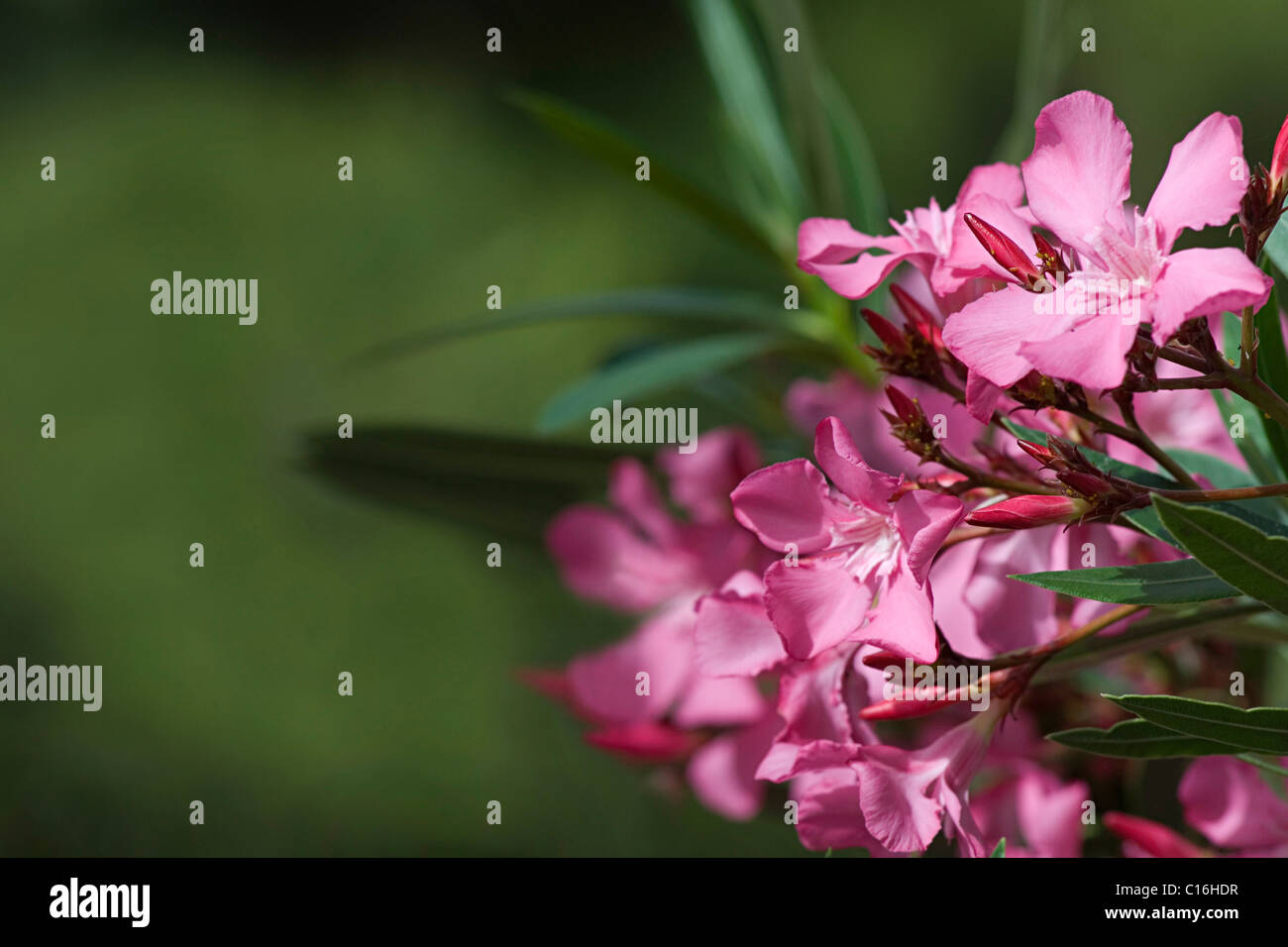 Oleander bloom in spring, background and ecology manual Stock Photo - Alamy