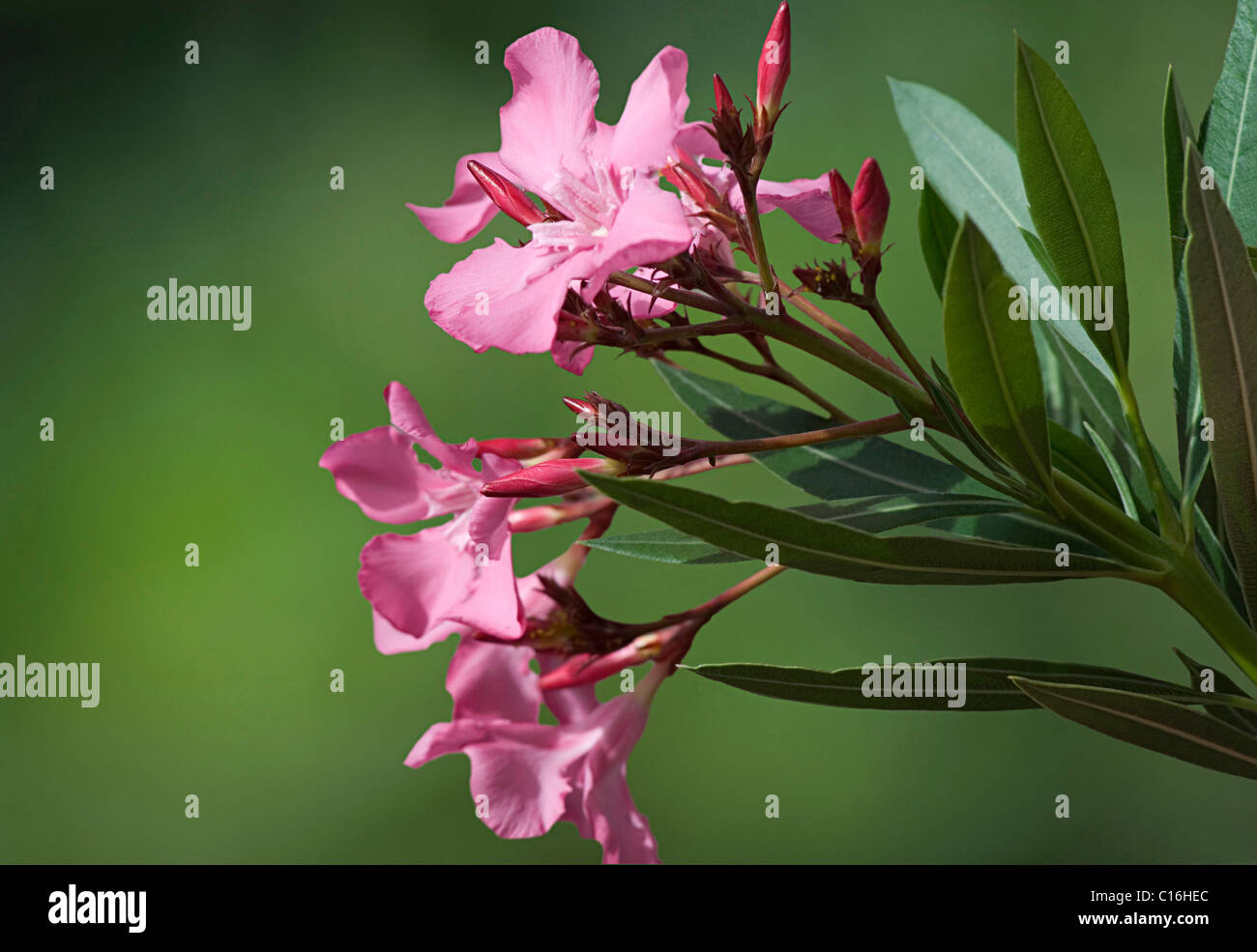 Oleander Oleander bloom in spring, background and ecology manual Stock ...