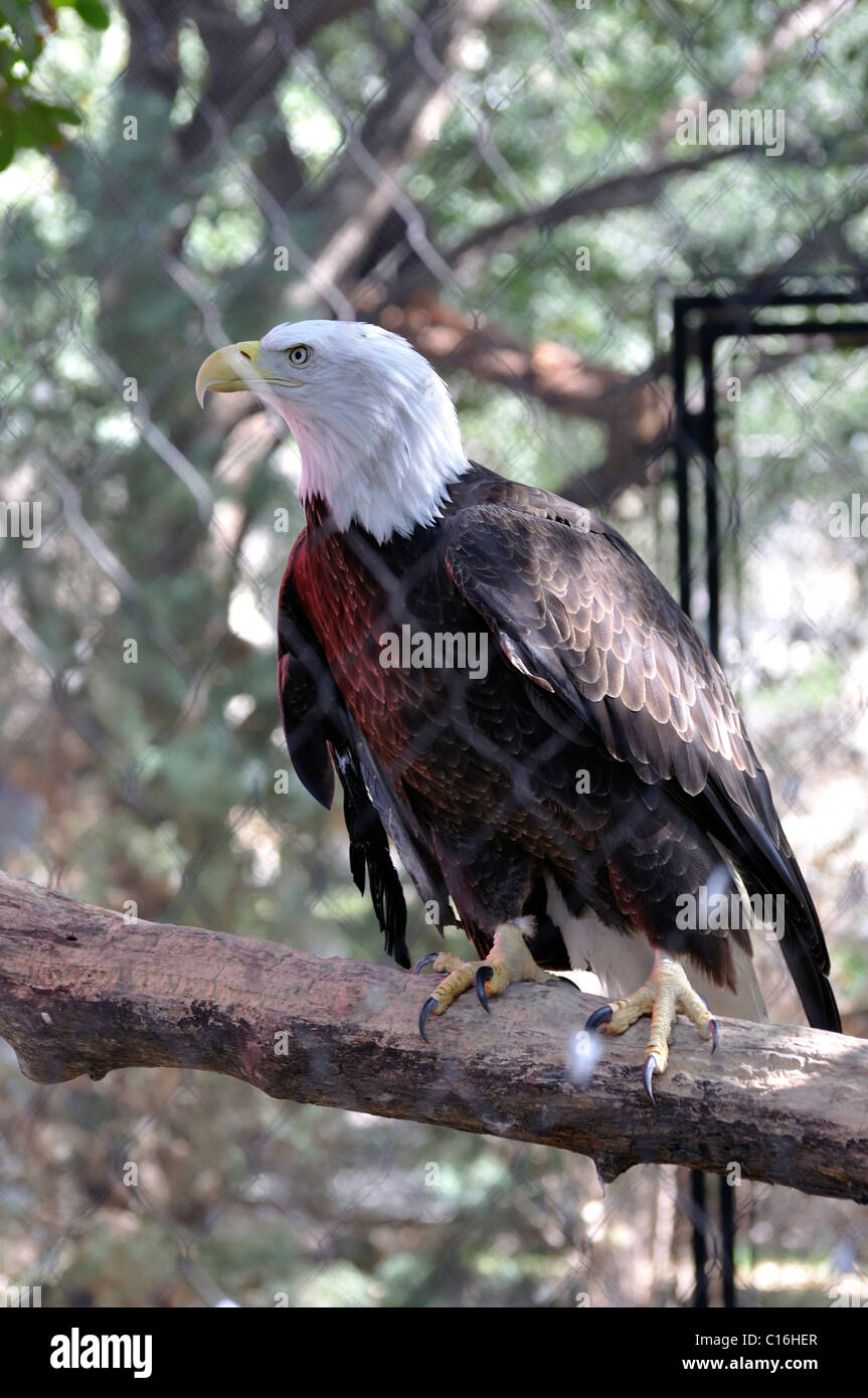 Bald Eagle in zoo - Haliaeetus leucocephalus Stock Photo - Alamy