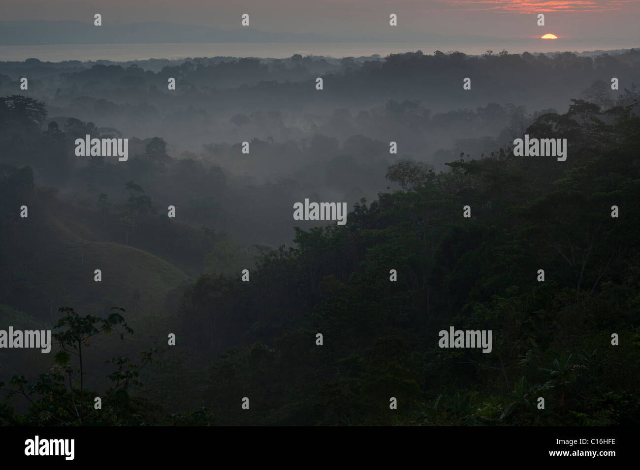 Foggy forest at dawn in Costa Rica, Osa Peninsula Stock Photo - Alamy
