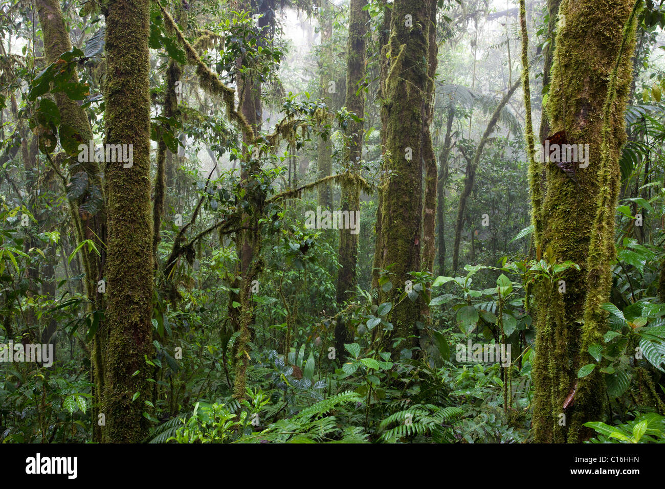 Nectandra Forest, a typical primary Cloud Forest, Costa Rica Stock Photo - Alamy