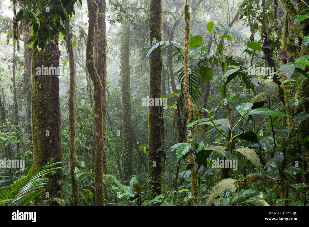 Nectandra Forest, a typical primary Cloud Forest, Costa Rica Stock ...