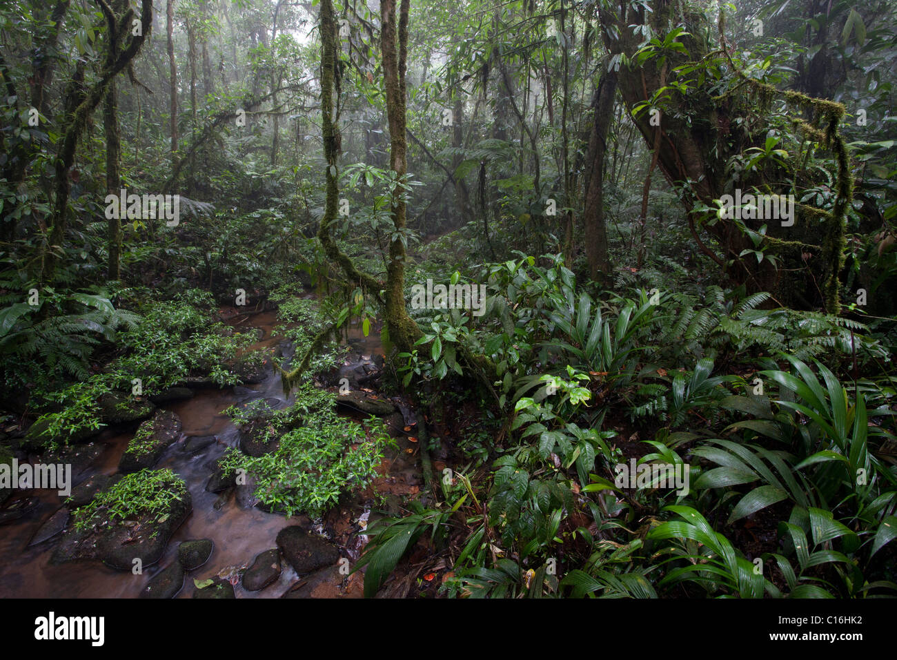 Nectandra Forest, a typical primary Cloud Forest, Costa Rica Stock ...