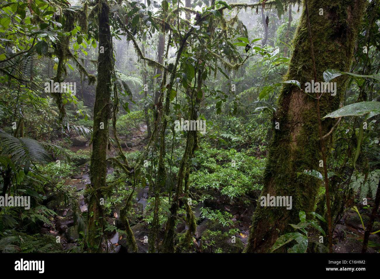 Nectandra Forest, a typical primary Cloud Forest, Costa Rica Stock Photo - Alamy