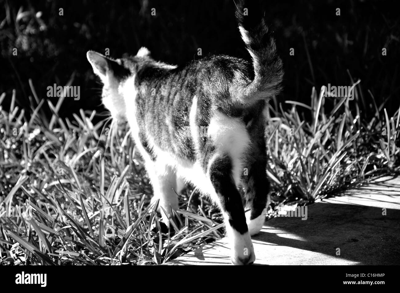 Florida cat hi-res stock photography and images - Alamy