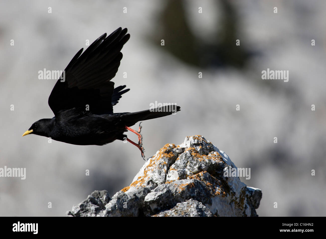 Alpine Chough (Pyrrhocorax graculus) flying over the French Alps, Grand ...