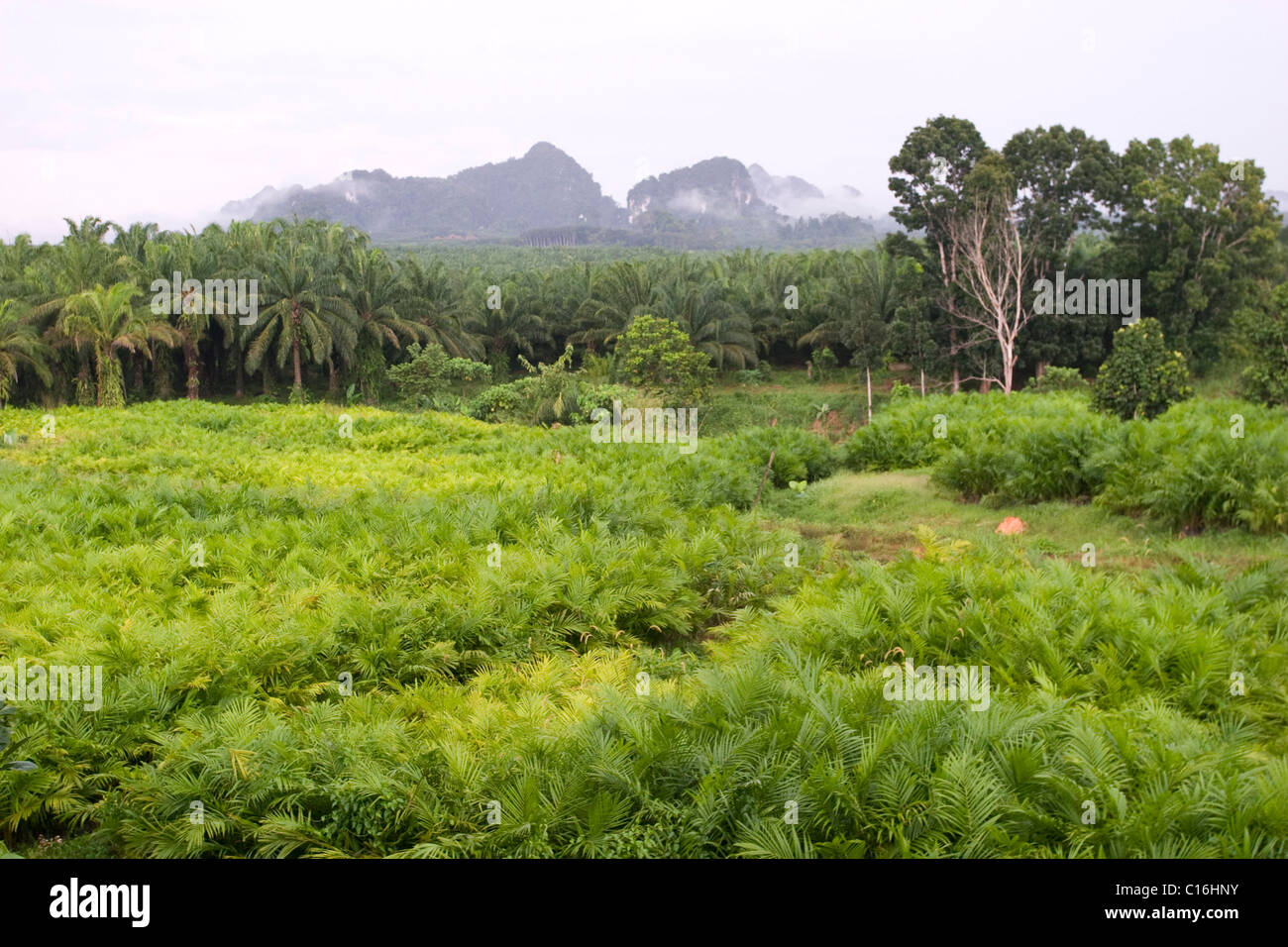 Palm oil nursery hi-res stock photography and images - Alamy
