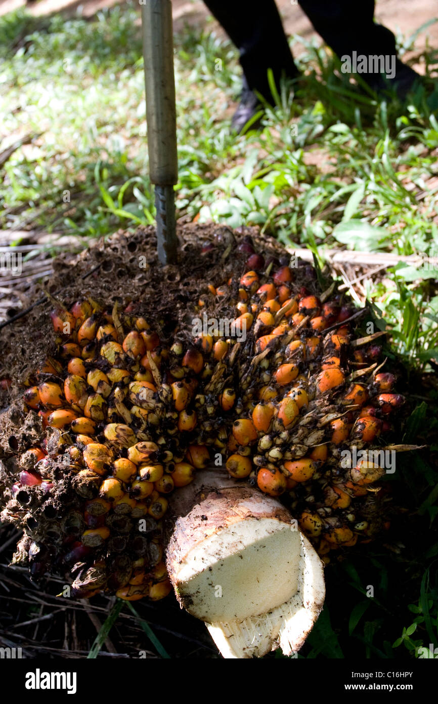 Oil palm plantation in the south of Thailand Stock Photo - Alamy