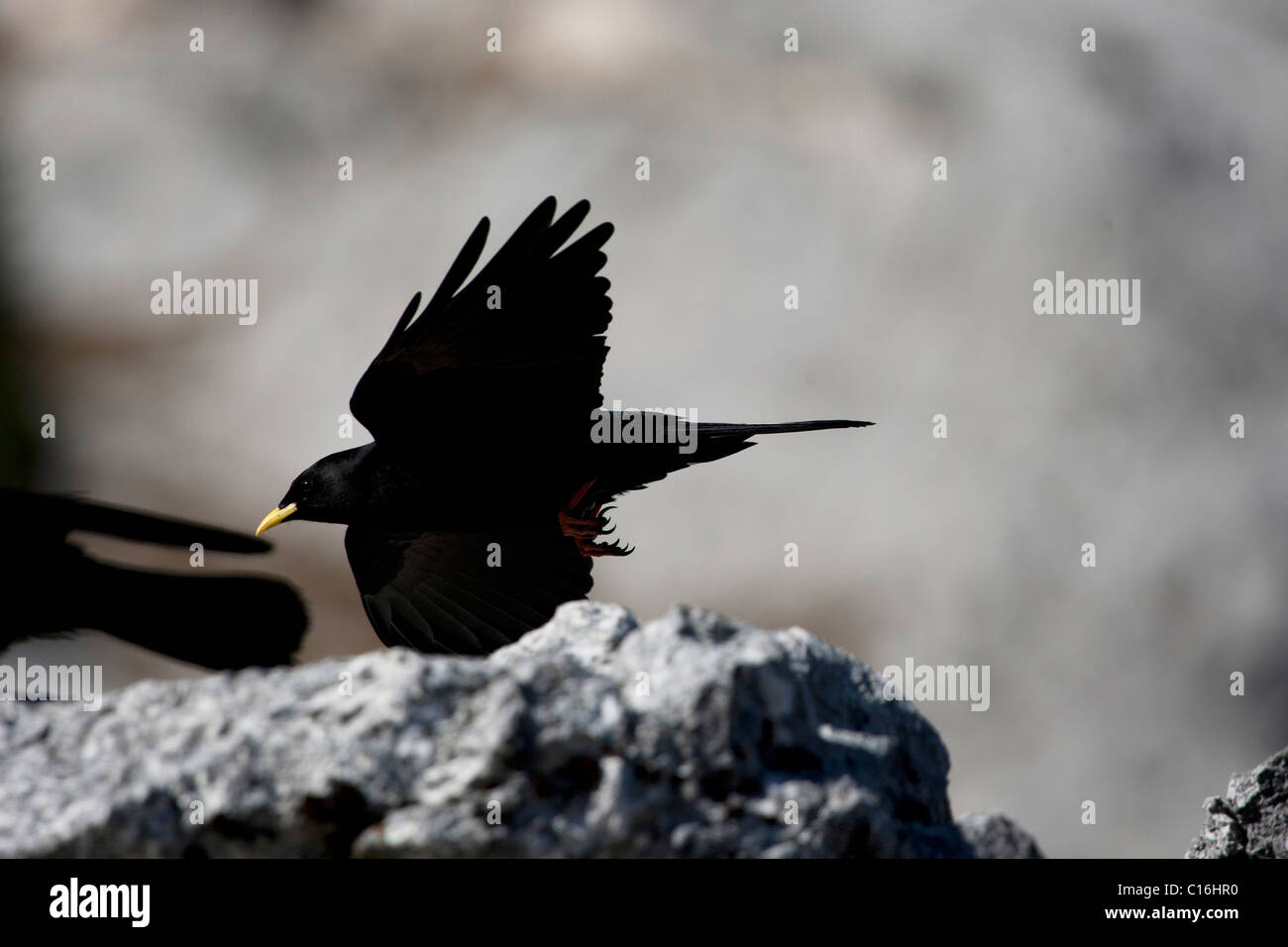 Alpine Chough (Pyrrhocorax graculus) flying over the French Alps, Grand ...