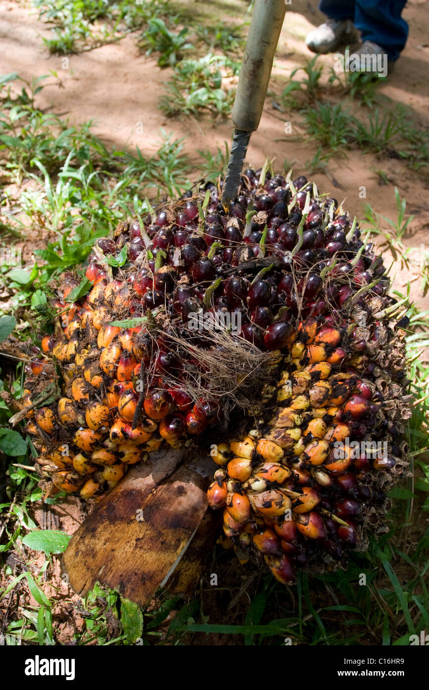 Oil palm plantation in the south of Thailand Stock Photo - Alamy