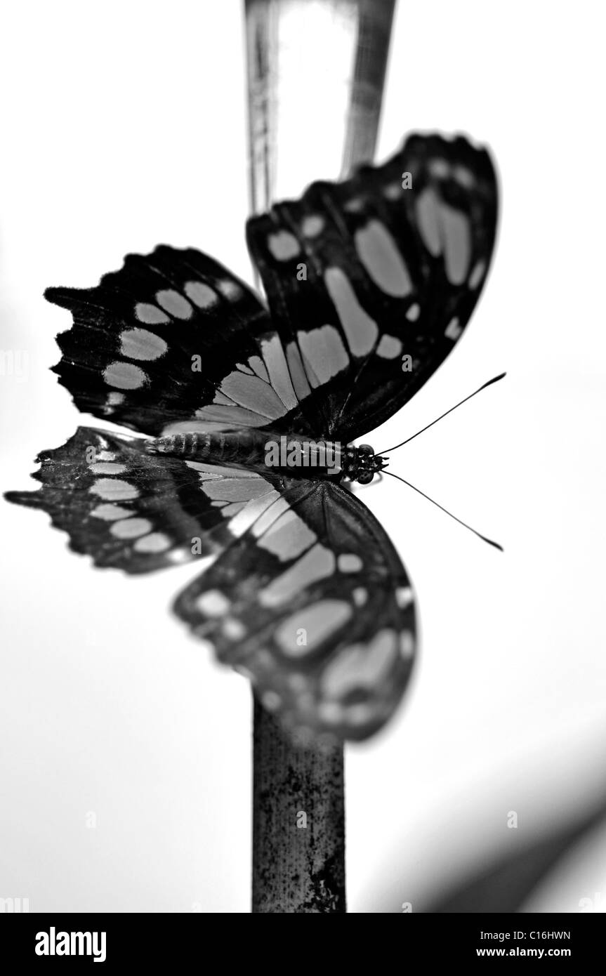 Birdwing hi-res stock photography and images - Alamy