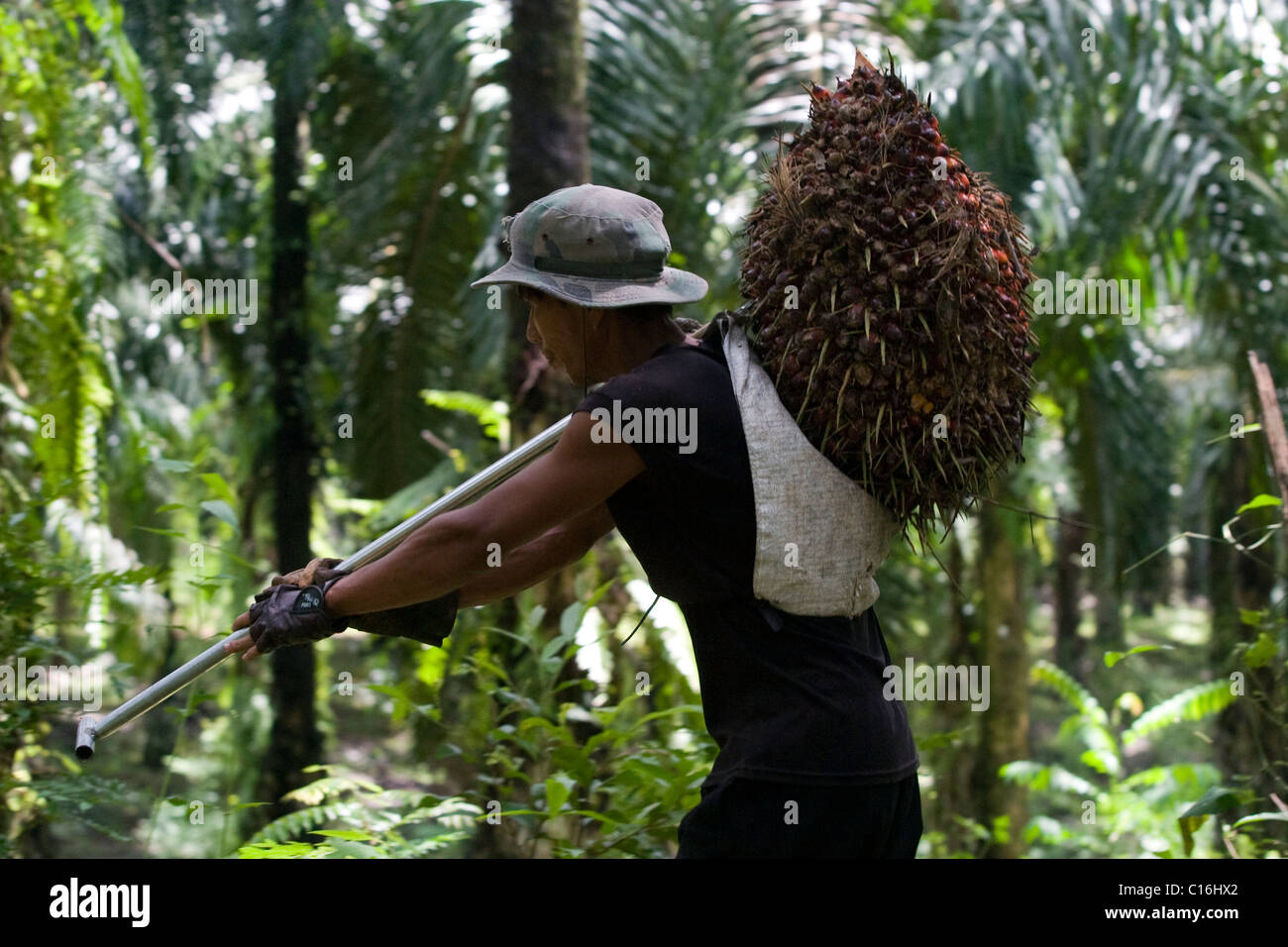 Palm oil fruit harvesting hi-res stock photography and images - Alamy