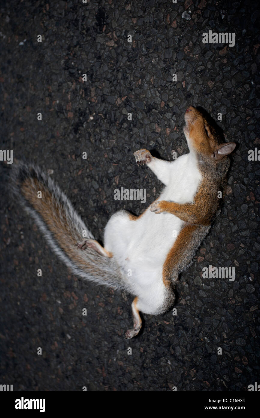 Squirrel on road hi-res stock photography and images - Alamy