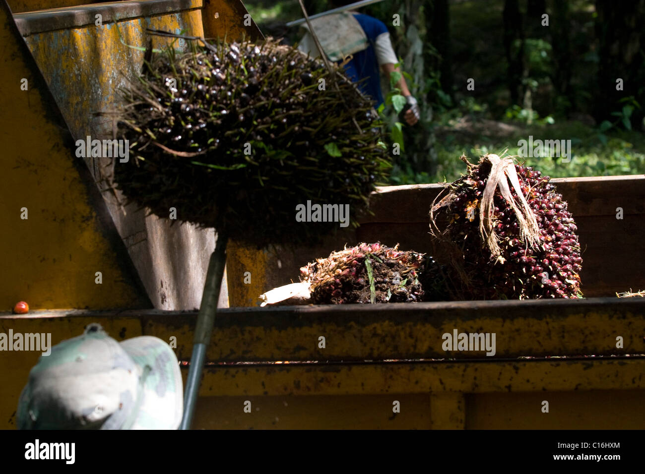 oil palm bunches Stock Photo - Alamy