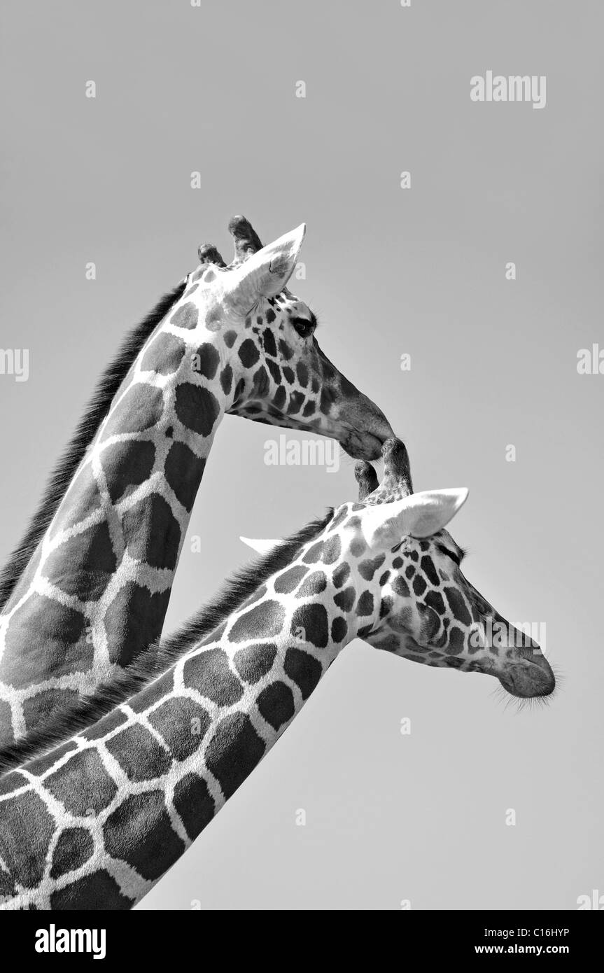 Yutj hi-res stock photography and images - Alamy