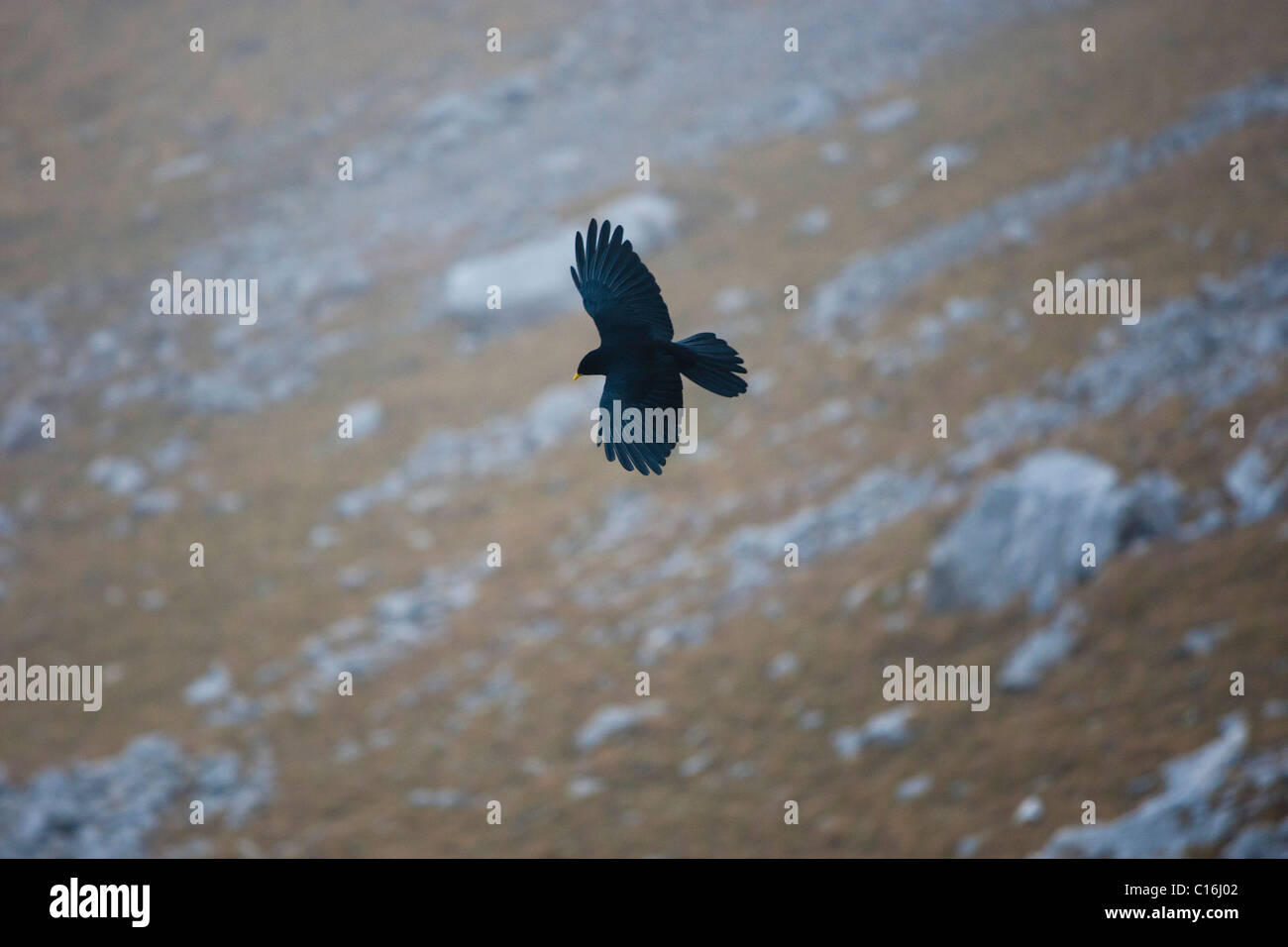 Alpine Chough (Pyrrhocorax graculus) flying over the French Alps on a ...