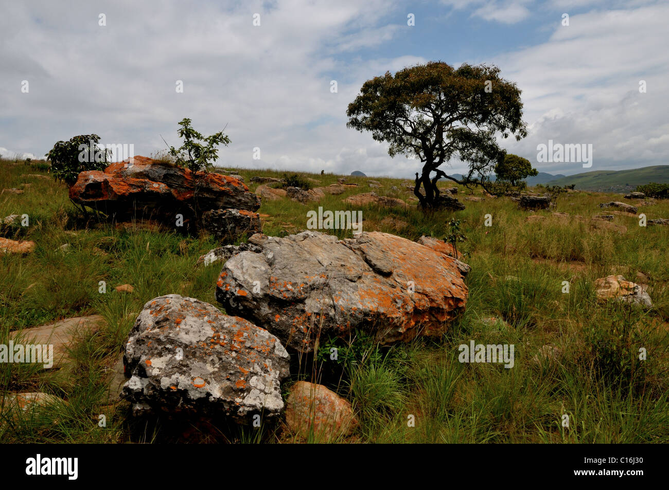View of rocks and tree in Drakensberg Mountains Stock Photo - Alamy