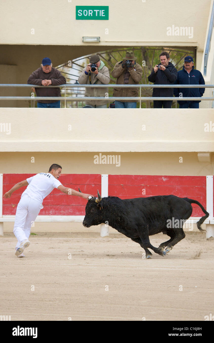 Bull and matador at a bullfight in the Arena of Saintes Maries de la ...