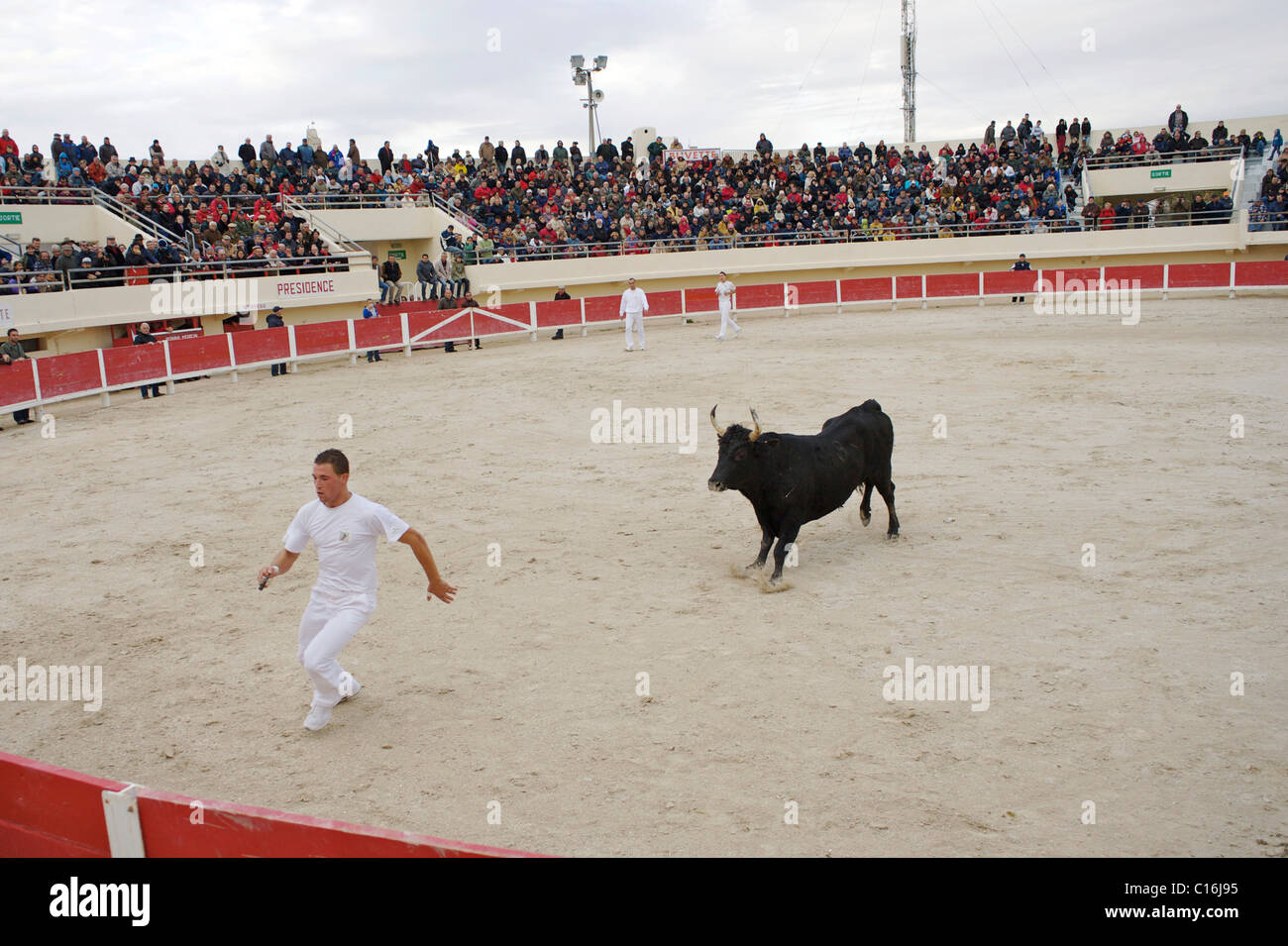 Bull and matador at a bullfight in the Arena of Saintes Maries de la ...