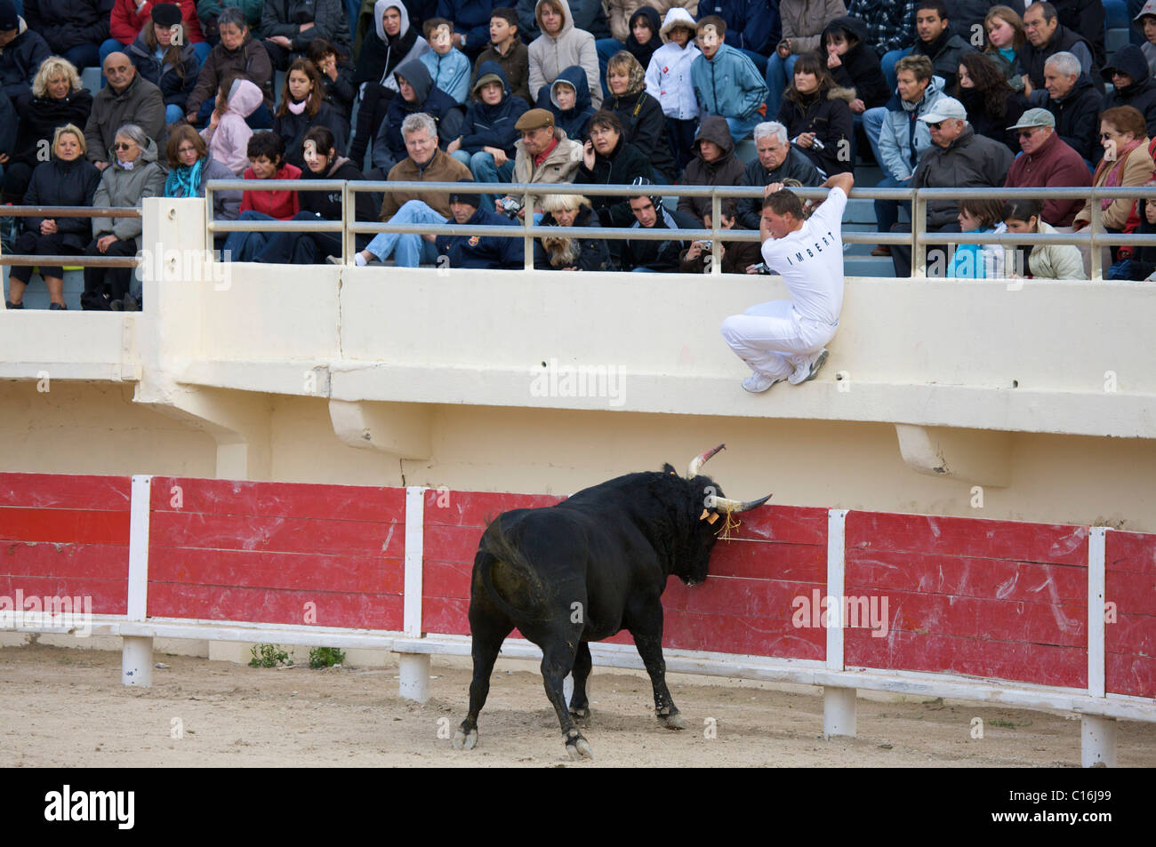 Bull and matador at a bullfight in the Arena of Saintes Maries de la ...