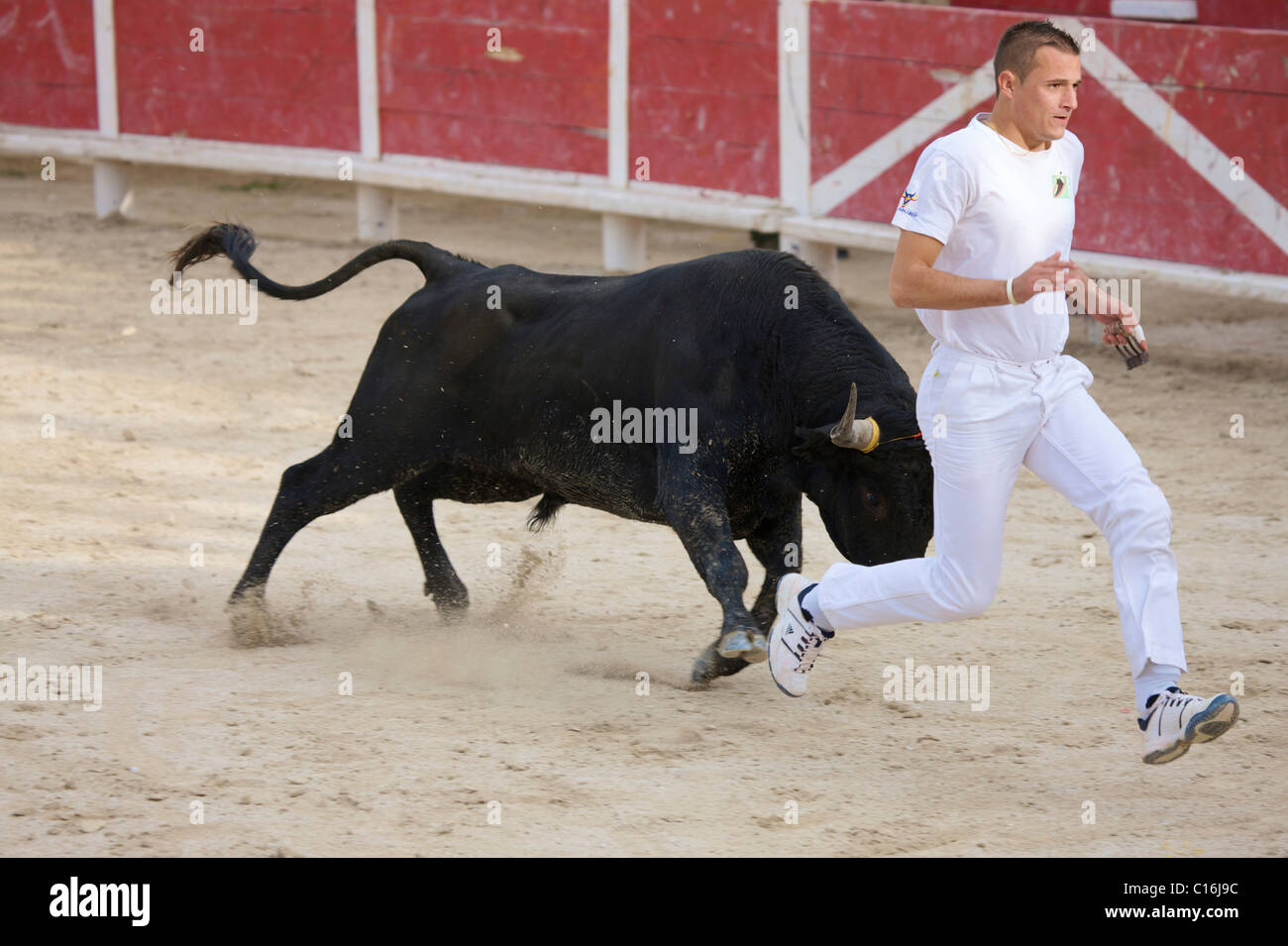 Bull and matador at a bullfight in the Arena of Saintes Maries de la ...