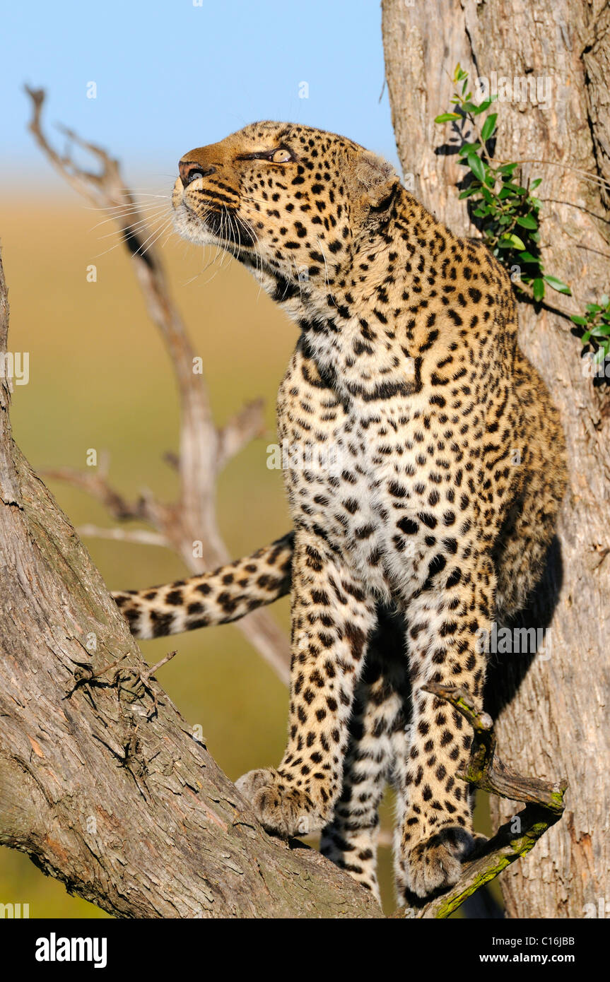 Leopard Trees Stock Photos & Leopard Trees Stock Images - Alamy