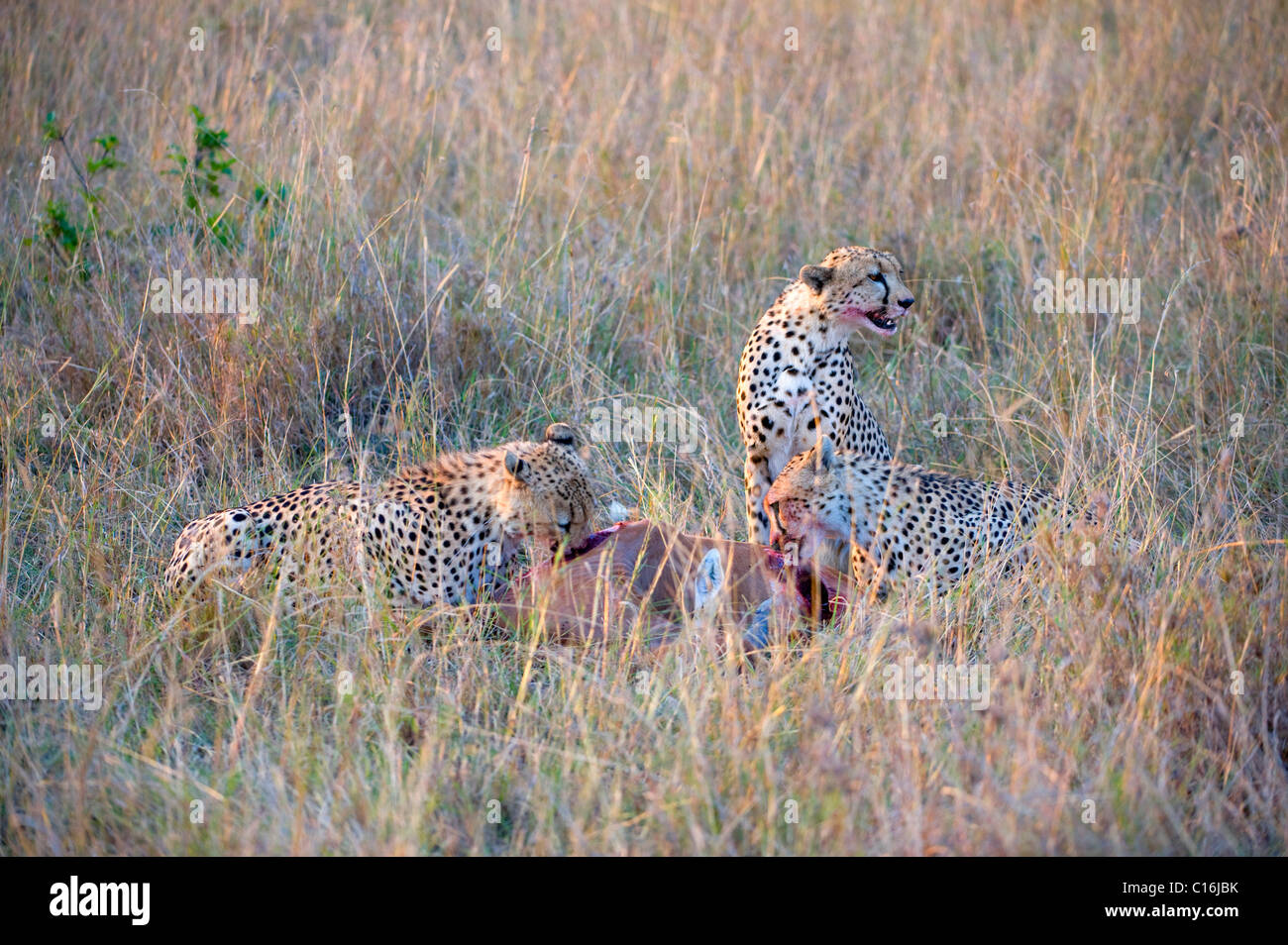 Cheetahs prey hi-res stock photography and images - Alamy