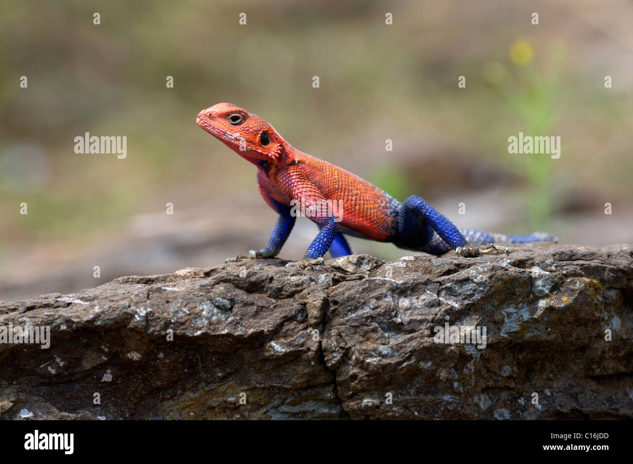 Red-headed Agama (Agama agama), Masia Mara, national park, Kenya, East ...