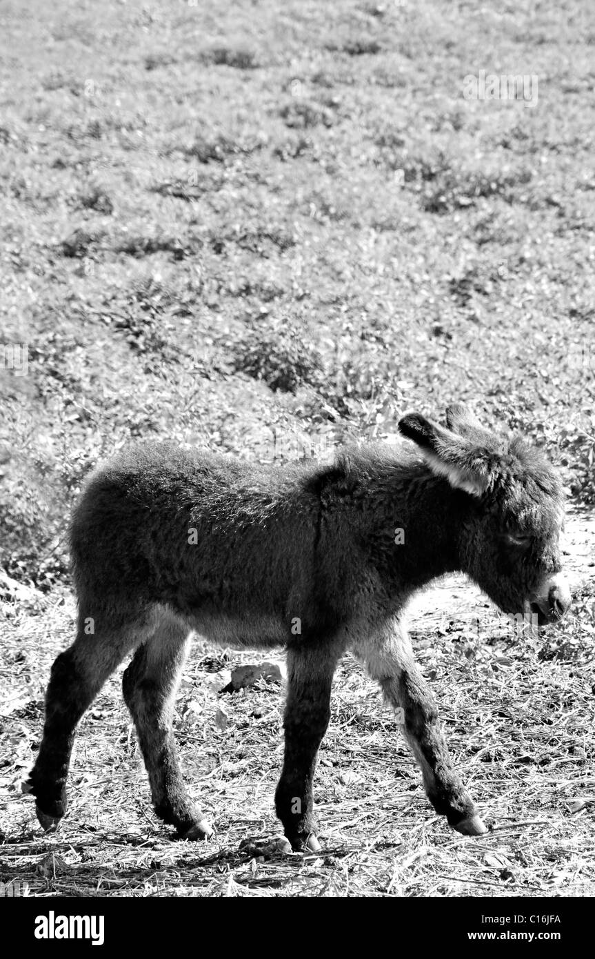 Donkey animal not toy not illustration hi-res stock photography and ...