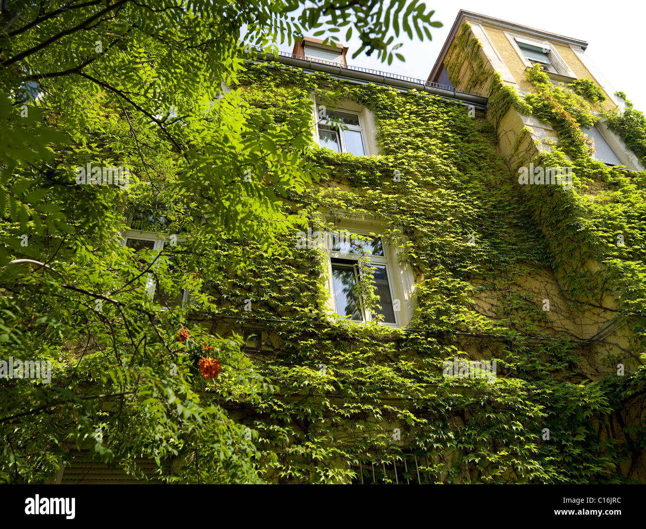 Wild vine covering a house wall Stock Photo - Alamy