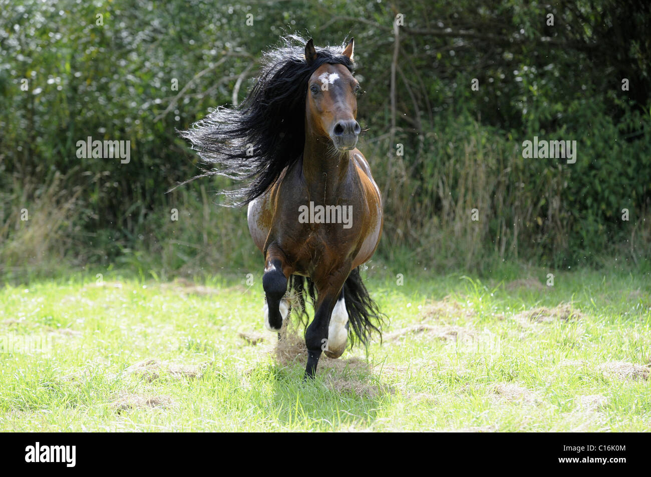 Welsh C stallion trotting Stock Photo - Alamy