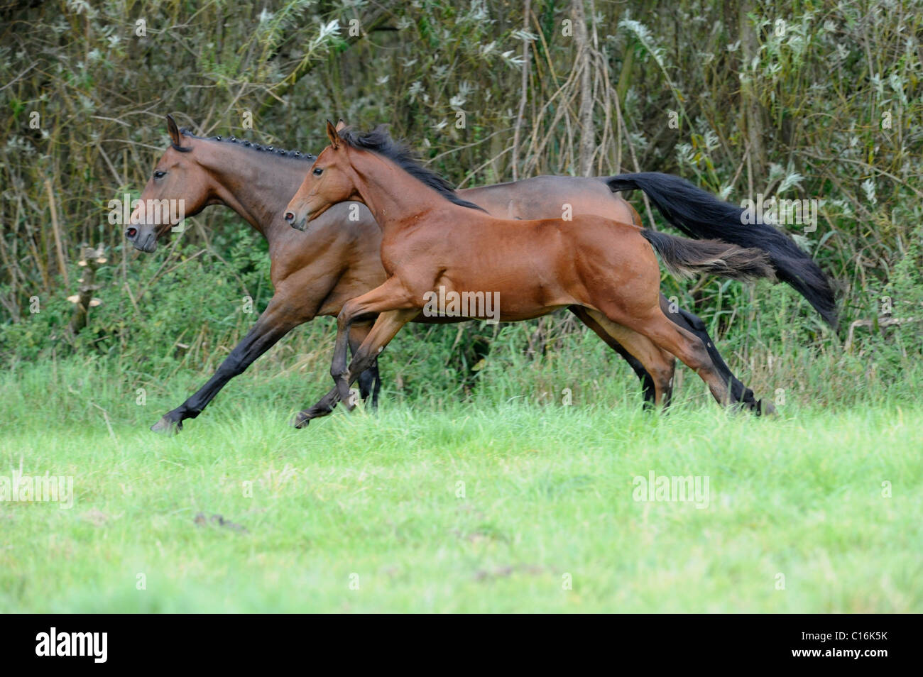 Gallop side view hi-res stock photography and images - Alamy